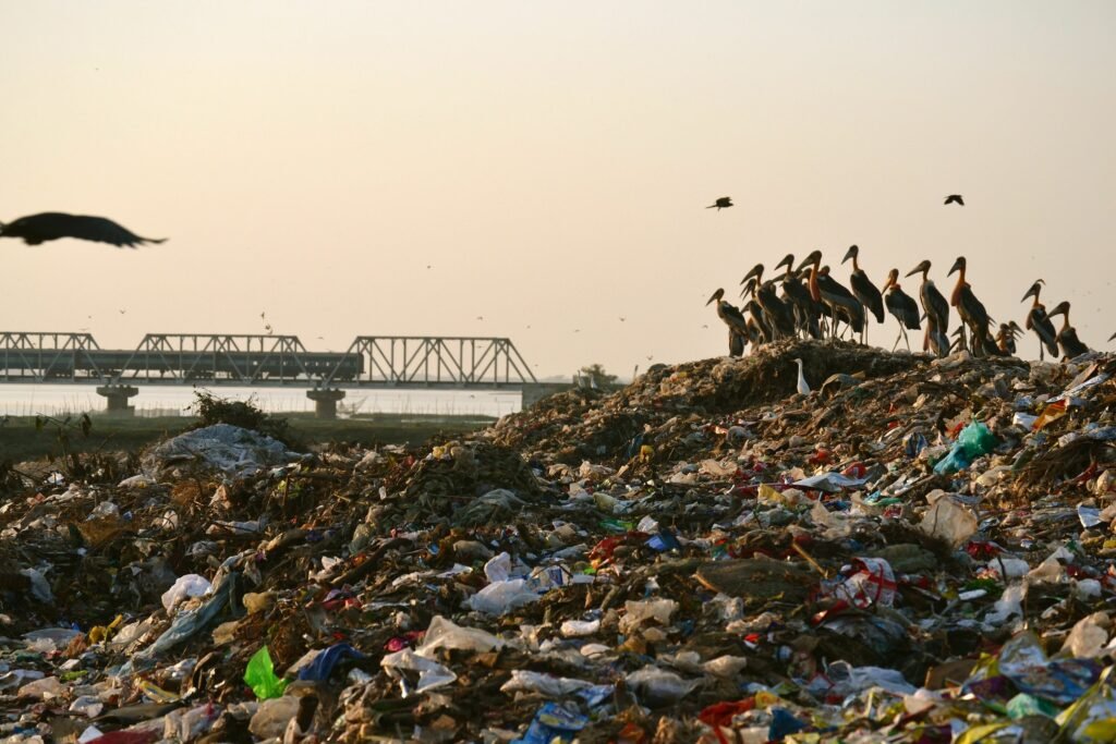 Deepor Beel: A Vital Wetland Ecosystem With 219 Bird Species